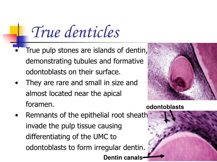 PPT - Dr Jamal Naim PhD in Orthodontics PowerPoint Presentation - ID ...