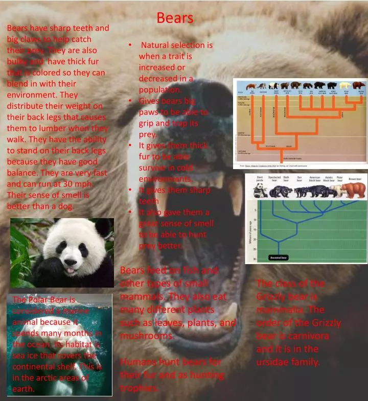 PPT - Bears PowerPoint Presentation, free download - ID:6159964