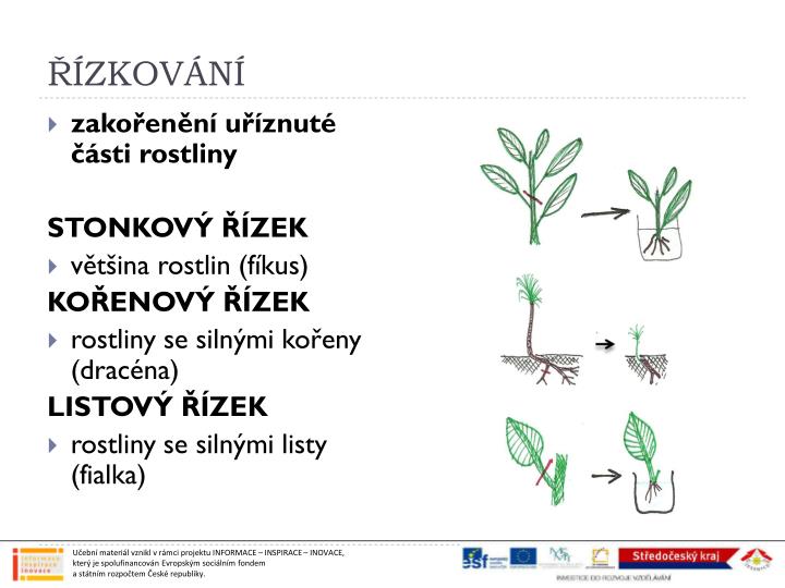 PPT - ROZMNOŽOVÁNÍ ROSTLIN PowerPoint Presentation - ID:6160605