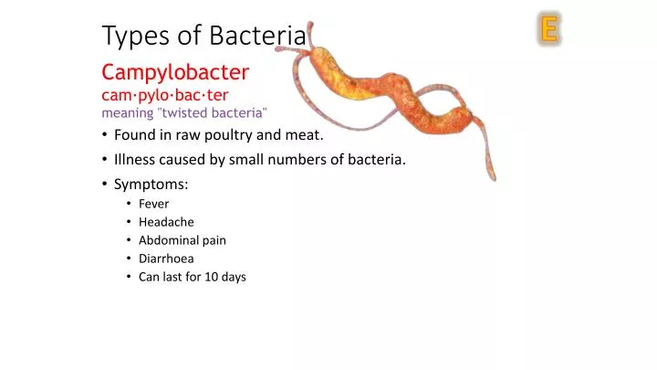 PPT - Types of Bacteria PowerPoint Presentation, free download - ID:6160651