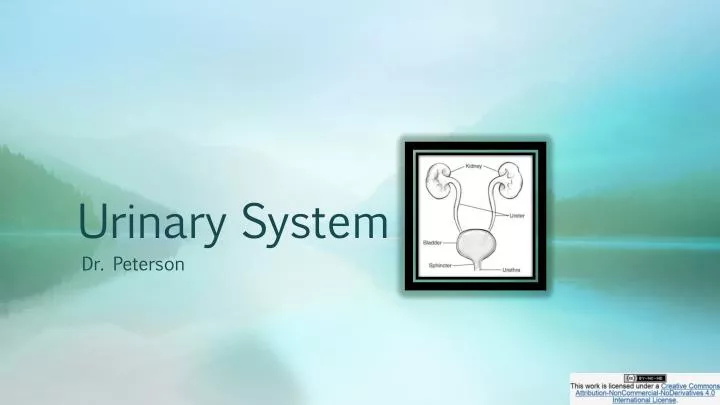 PPT - Urinary System PowerPoint Presentation, free download - ID:6160936