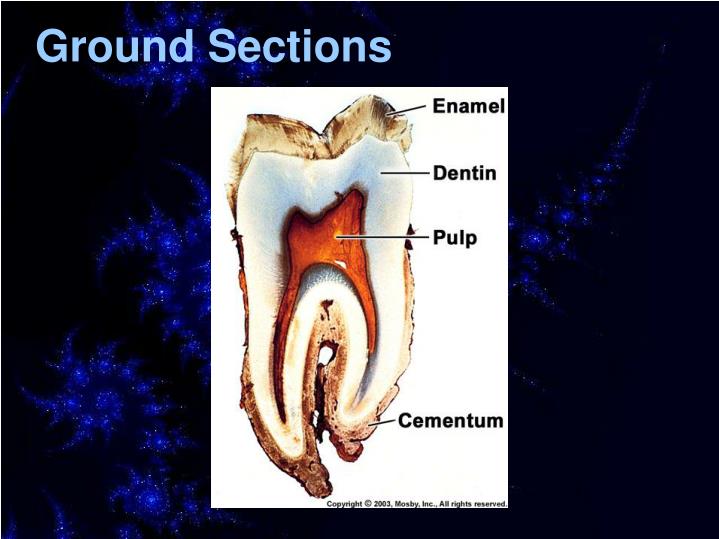 PPT - Introduction to Oral Histology PowerPoint Presentation - ID:6162750