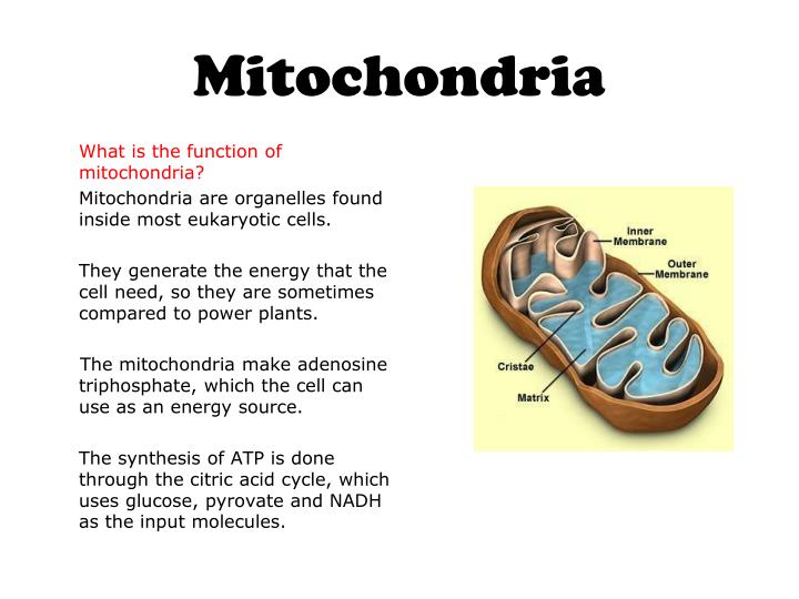 PPT Plant Cell And Animal Cell Cell Membrane And Mitochondria PPT Plant Cell And Animal Cell Cell Membrane And Mitochondria