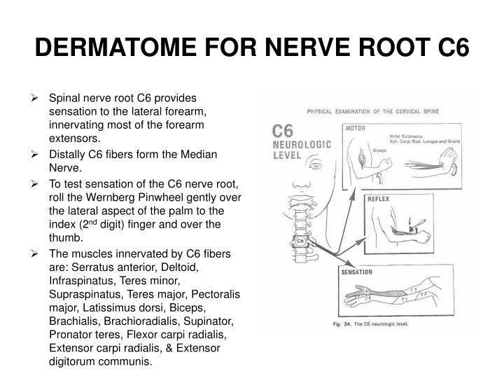 PPT - LAB 3: UPPER EXTREMITY: PART II – MUSCLE TESTING FOR SHOULDER ...