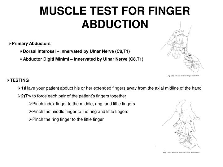 PPT - LAB 3: UPPER EXTREMITY: PART II – MUSCLE TESTING FOR SHOULDER ...