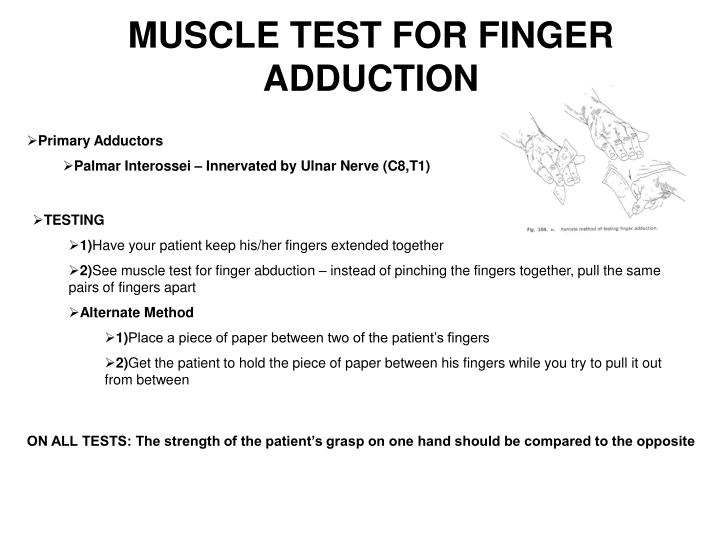 PPT - LAB 3: UPPER EXTREMITY: PART II – MUSCLE TESTING FOR SHOULDER ...