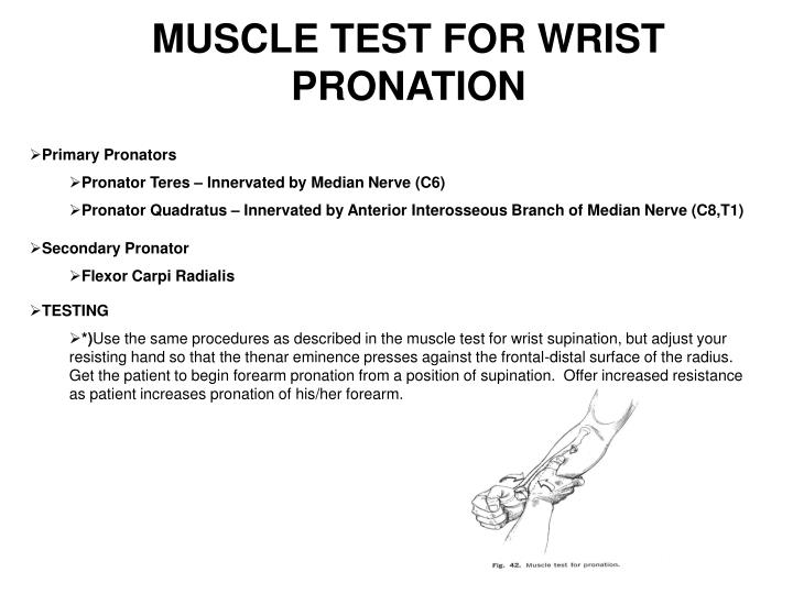 PPT - LAB 3: UPPER EXTREMITY: PART II – MUSCLE TESTING FOR SHOULDER ...