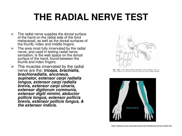 PPT - LAB 3: UPPER EXTREMITY: PART II – MUSCLE TESTING FOR SHOULDER ...