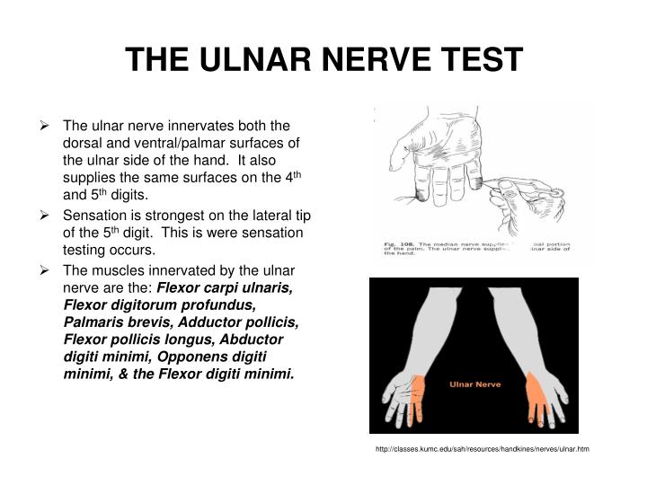 PPT - LAB 3: UPPER EXTREMITY: PART II – MUSCLE TESTING FOR SHOULDER ...