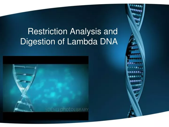 PPT - Restriction Analysis and Digestion of Lambda DNA PowerPoint ...