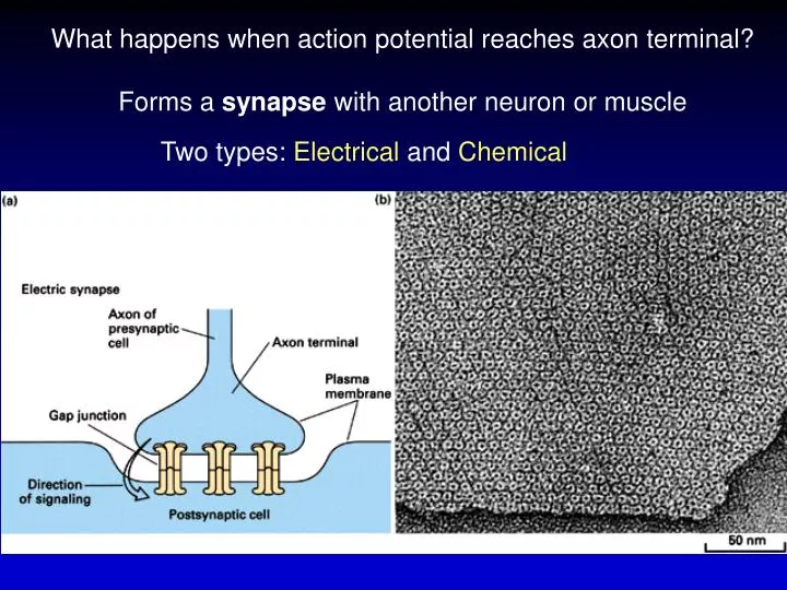 PPT - What happens when action potential reaches axon terminal ...