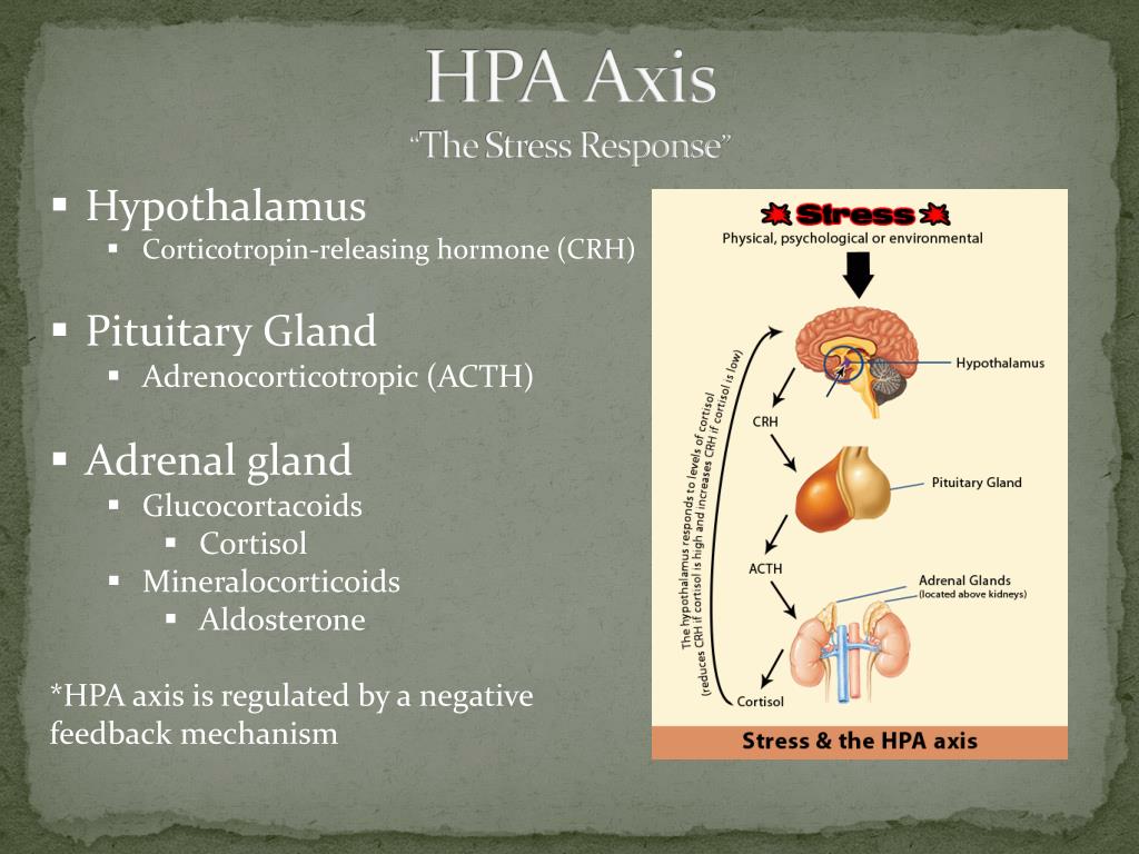 PPT - Acute Adrenal Crisis Related to Exogenous Steroid Use and ...