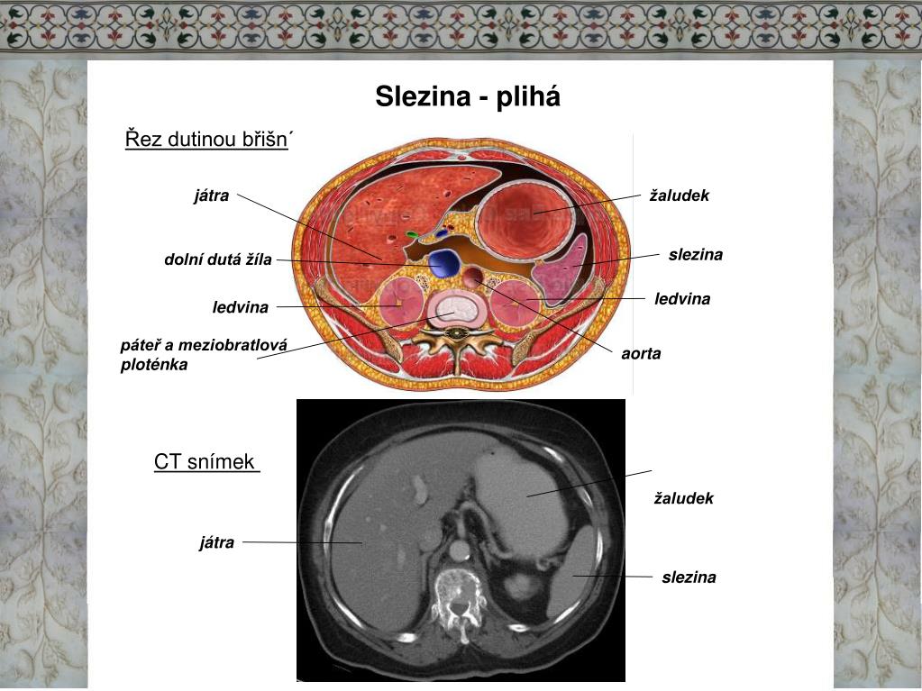 PPT - Krevní oběh – raktavaha sansthána PowerPoint Presentation, free ...