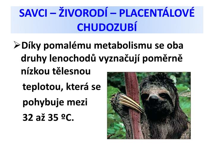 PPT - SAVCI – ŽIVORODÍ – PLACENTÁLOVÉ CHUDOZUBÍ PowerPoint Presentation ...