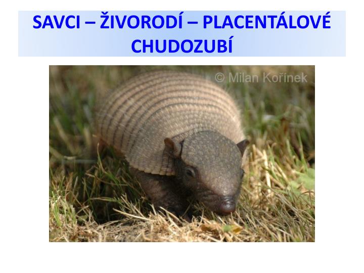 PPT - SAVCI – ŽIVORODÍ – PLACENTÁLOVÉ CHUDOZUBÍ PowerPoint Presentation ...