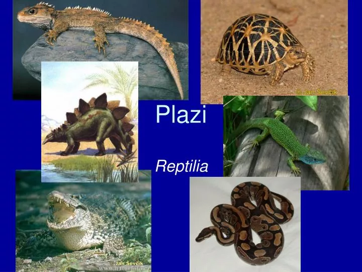 PPT - Plazi PowerPoint Presentation, free download - ID:6167005