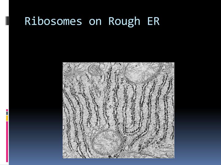 PPT - Microbiology PowerPoint Presentation - ID:6167243