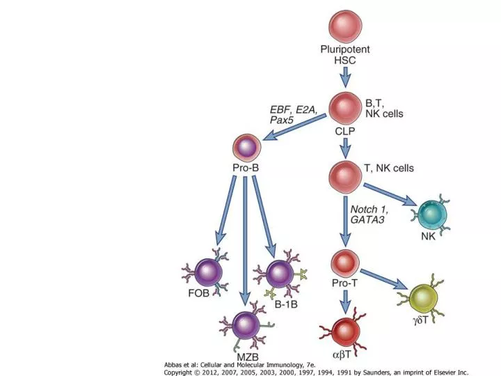 PPT - TC GA CGTT AT AT PowerPoint Presentation, free download - ID:6167832