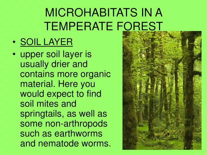 PPT - MICROHABITATS IN A TEMPERATE FOREST PowerPoint Presentation, free ...