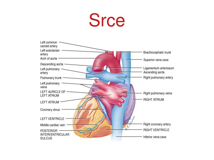 PPT - SRCE PowerPoint Presentation - ID:6171081