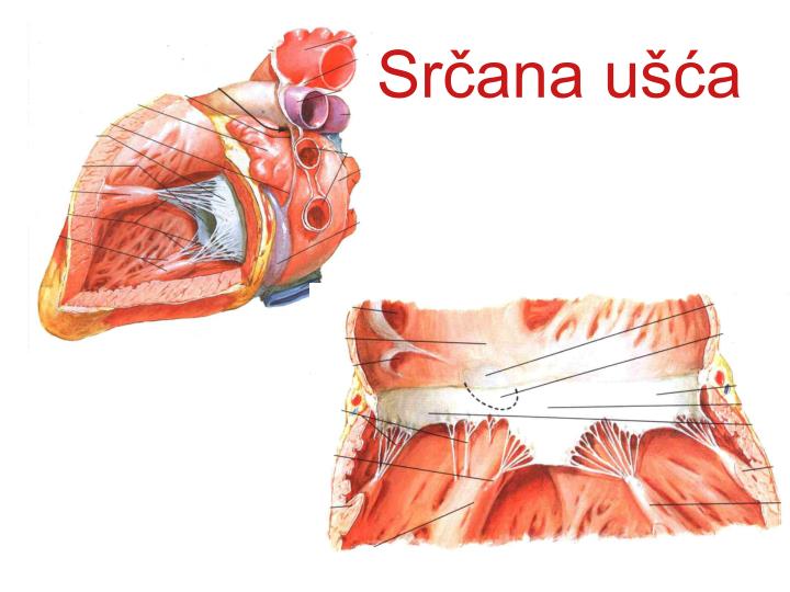 PPT - SRCE PowerPoint Presentation - ID:6171081