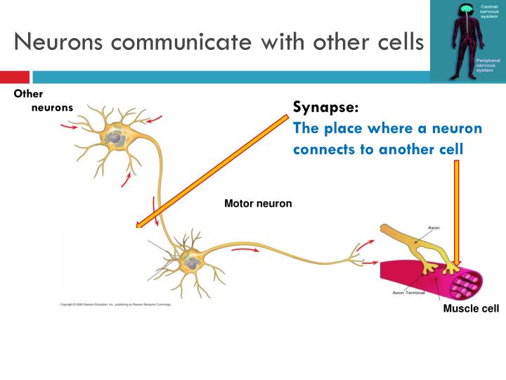 PPT - Bio 9C: Wednesday, January 27, 2010 Title: Cell Specialization ...