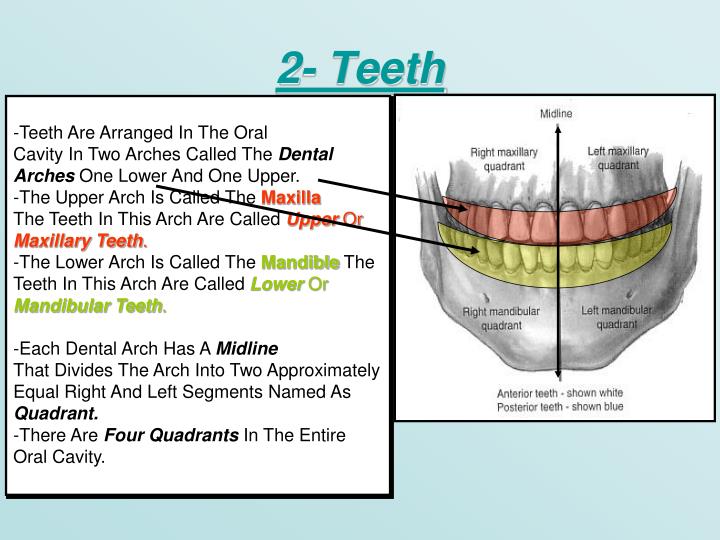 PPT - بسم الله الرحمن الرحيم PowerPoint Presentation - ID:6172871