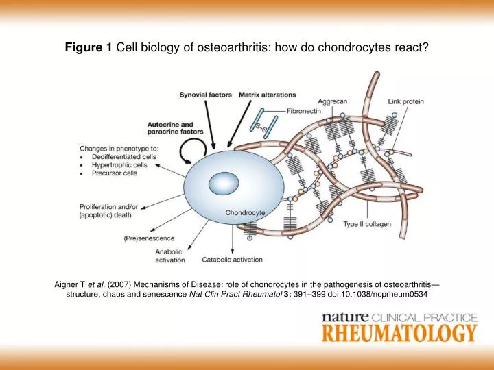 PPT - Figure 1 Cell biology of osteoarthritis: how do chondrocytes ...