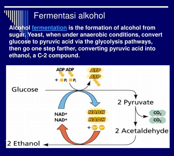PPT - Metabolisme Karbohidrat-2 ( Glikolisis, Fermentasi alkohol dan ...