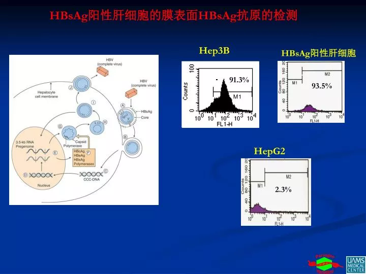 PPT - HBsAg 阳性肝细胞的膜表面 HBsAg 抗原的检测 PowerPoint Presentation - ID:6174157