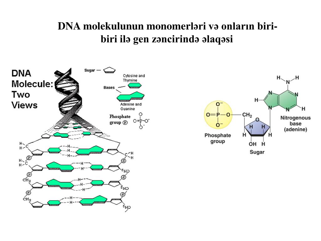 PPT - Farmakogenetika və onun bəd xassəli şişlərin müalicəsində rolu ...