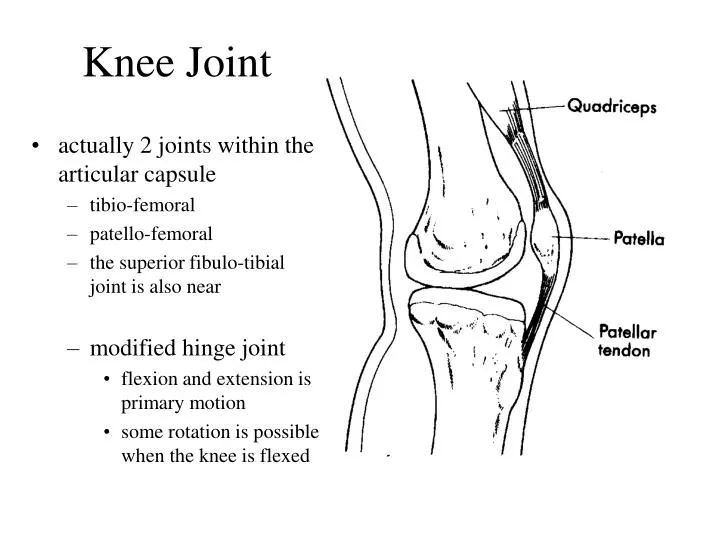 PPT - Knee Joint PowerPoint Presentation, free download - ID:6177267