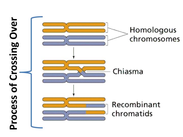 ️ Chiasma crossing over. Optic chiasm. 2019-02-15