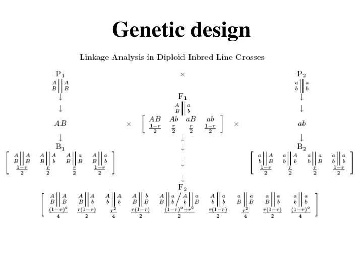 PPT - Genetic design PowerPoint Presentation, free download - ID:6177427