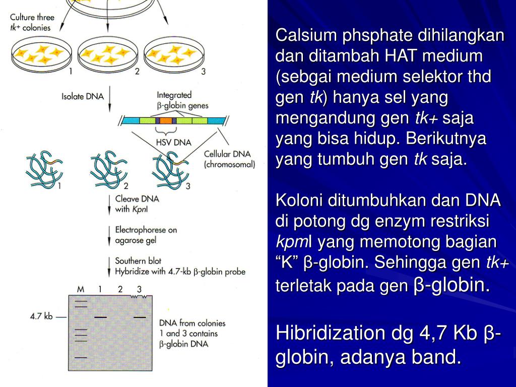 PPT - Metode Transfer Gen Dalam Sel Mamalia Win Darmanto, Ph.D ...