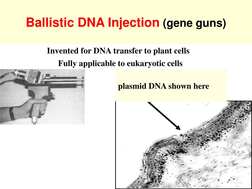PPT - GENE THERAPY PowerPoint Presentation, free download - ID:6178965