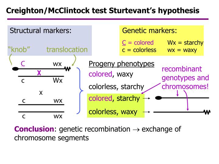 PPT - Linkage and Recombination PowerPoint Presentation - ID:6178998