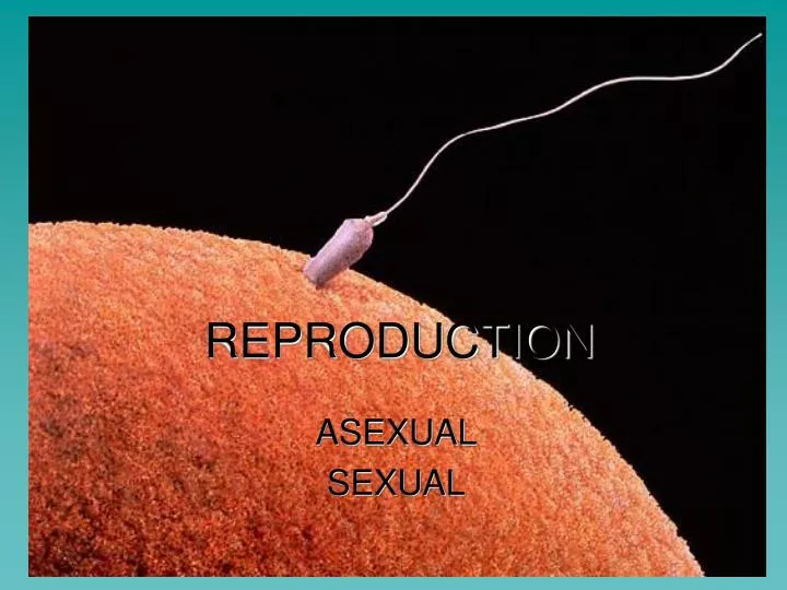 Ppt Reproduction Powerpoint Presentation Free Download Id 6180350