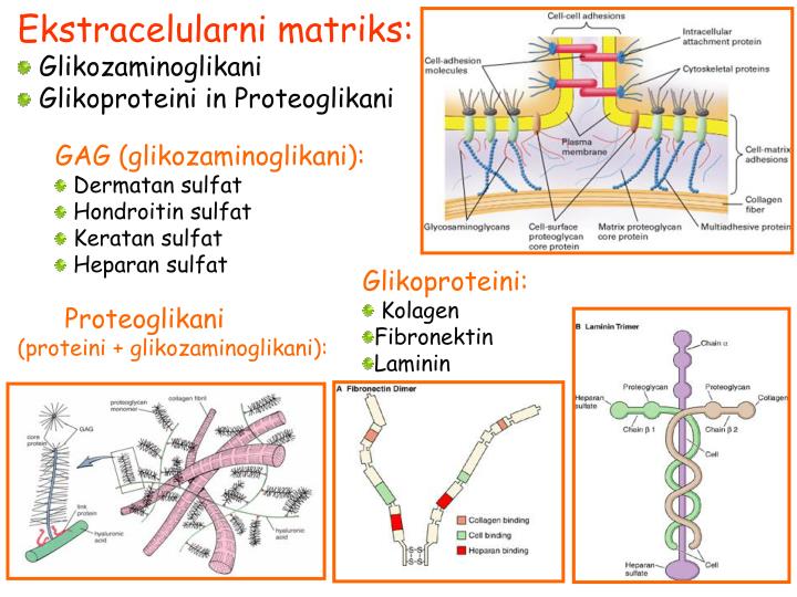 PPT - 15. VAJA: PowerPoint Presentation - ID:6180472