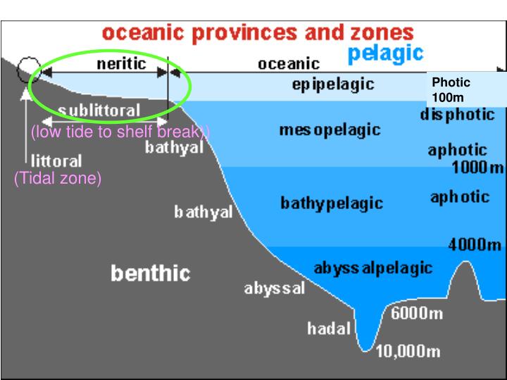 PPT - Life on the Continental Shelf PowerPoint Presentation - ID:6181500