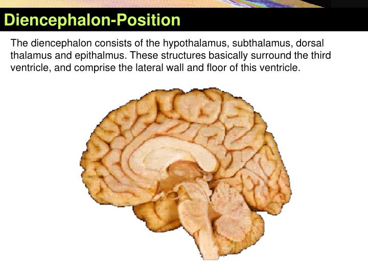 PPT - Diencephalon- Position PowerPoint Presentation - ID:6182157