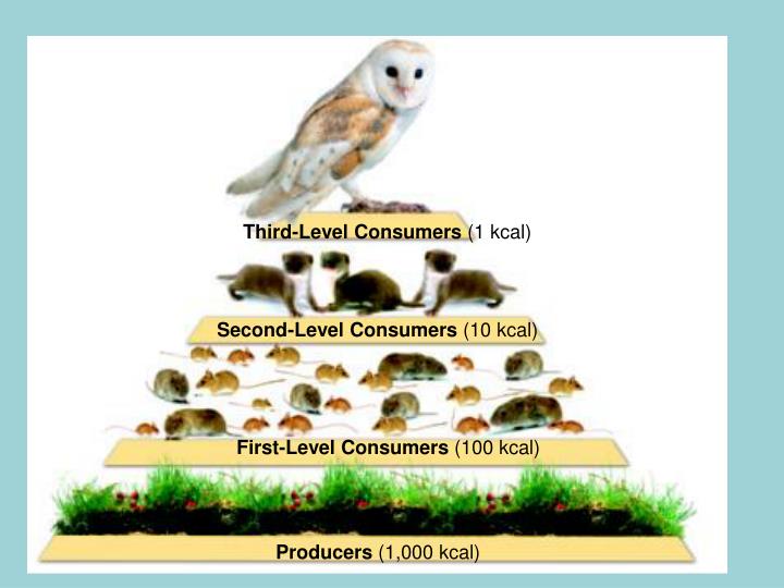 PPT - Roles of Organisms in Ecosystems PowerPoint Presentation - ID:6182680