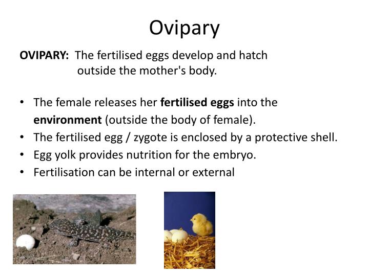 PPT - OVIPARY, OVOVIVIPARY, VIVIPARY PowerPoint Presentation - ID:6183201