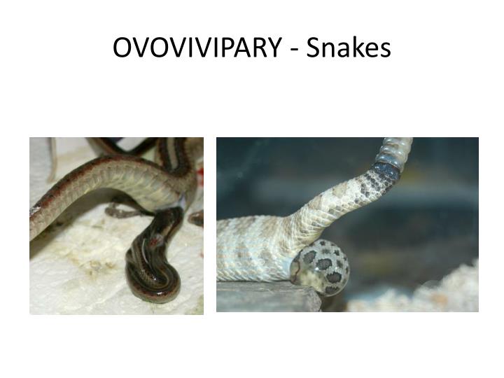 PPT - OVIPARY, OVOVIVIPARY, VIVIPARY PowerPoint Presentation - ID:6183201