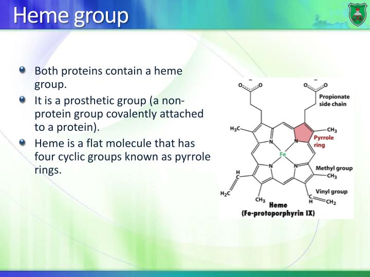 PPT - Globular proteins Myoglobin and hemoglobin PowerPoint ...