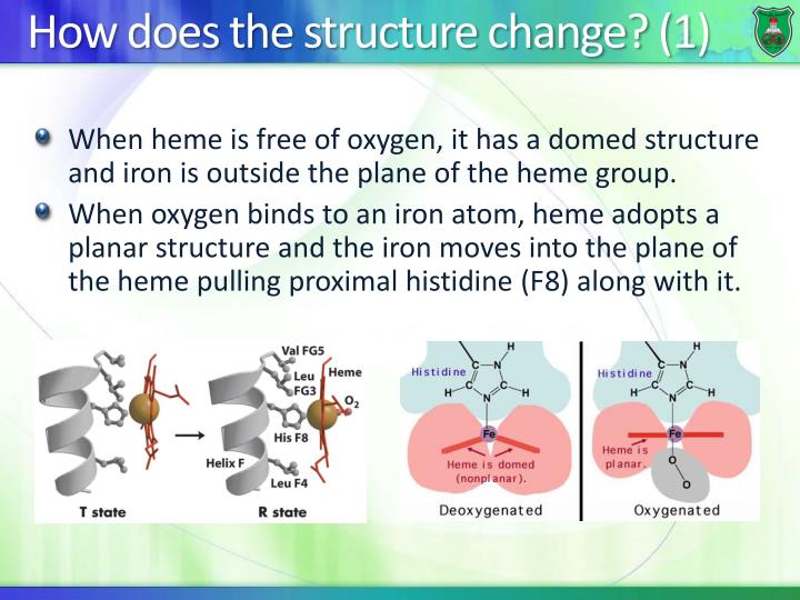 PPT - Globular proteins Myoglobin and hemoglobin PowerPoint ...