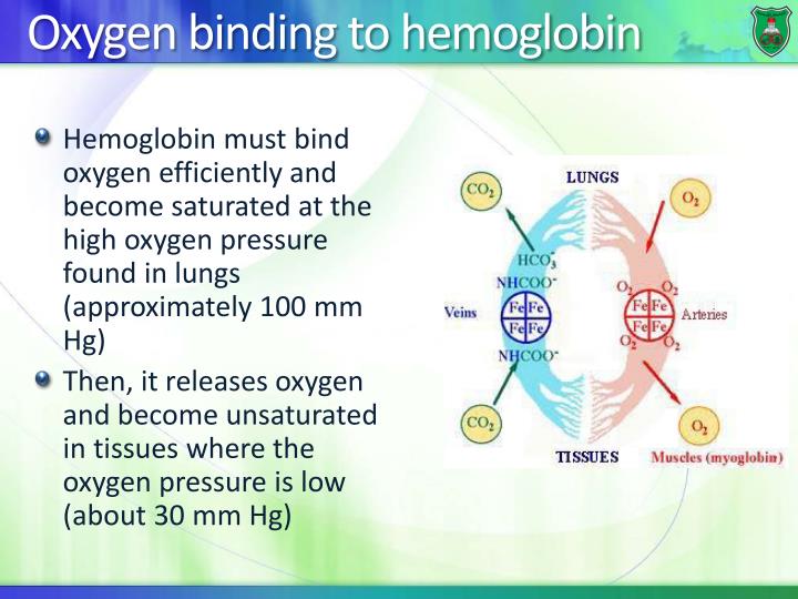 PPT - Globular proteins Myoglobin and hemoglobin PowerPoint ...