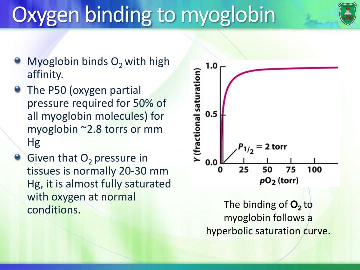PPT - Globular proteins Myoglobin and hemoglobin PowerPoint ...