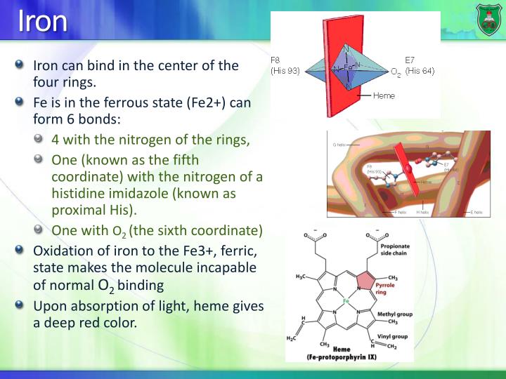 PPT - Globular proteins Myoglobin and hemoglobin PowerPoint ...