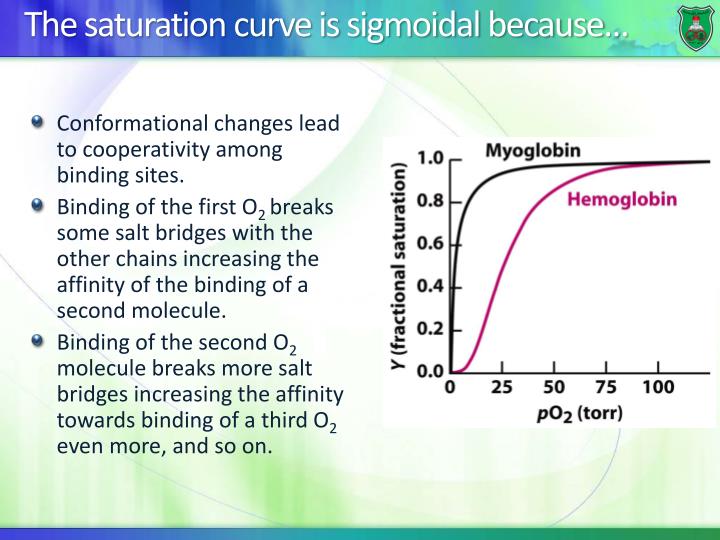 PPT - Globular proteins Myoglobin and hemoglobin PowerPoint ...